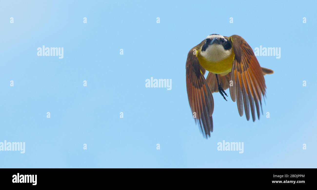 Birds flying jungle hi-res stock photography and images - Alamy
