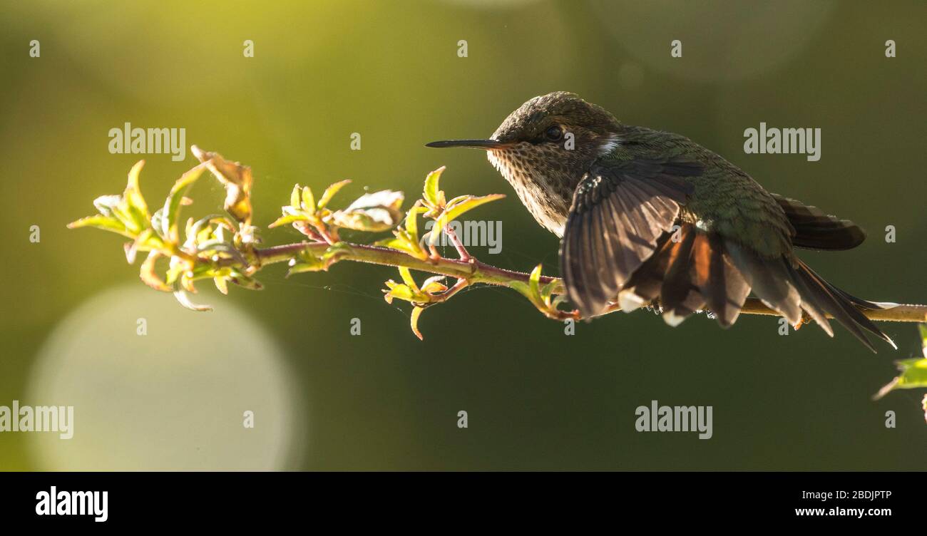 Wingspread volcano hummingbird Stock Photo - Alamy