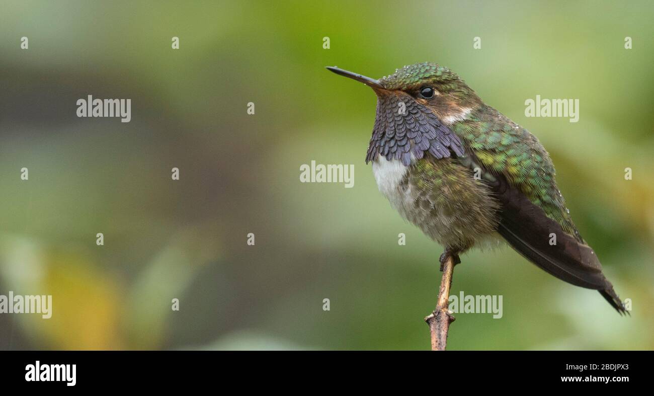 purple bearded volcano hummingbird Stock Photo - Alamy