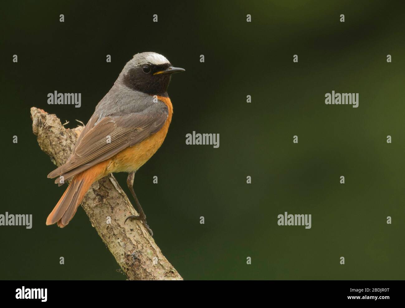 Redstart bird uk hi-res stock photography and images - Alamy