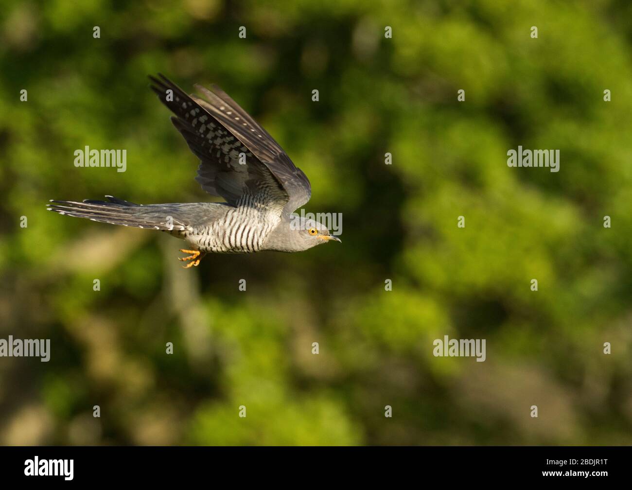 Cuckoo wings hi-res stock photography and images - Alamy