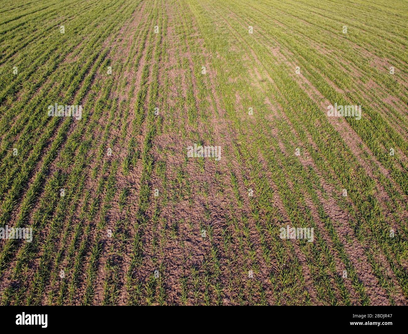 Destruction of small areas with winter crops by mice. Winter wheat is ...