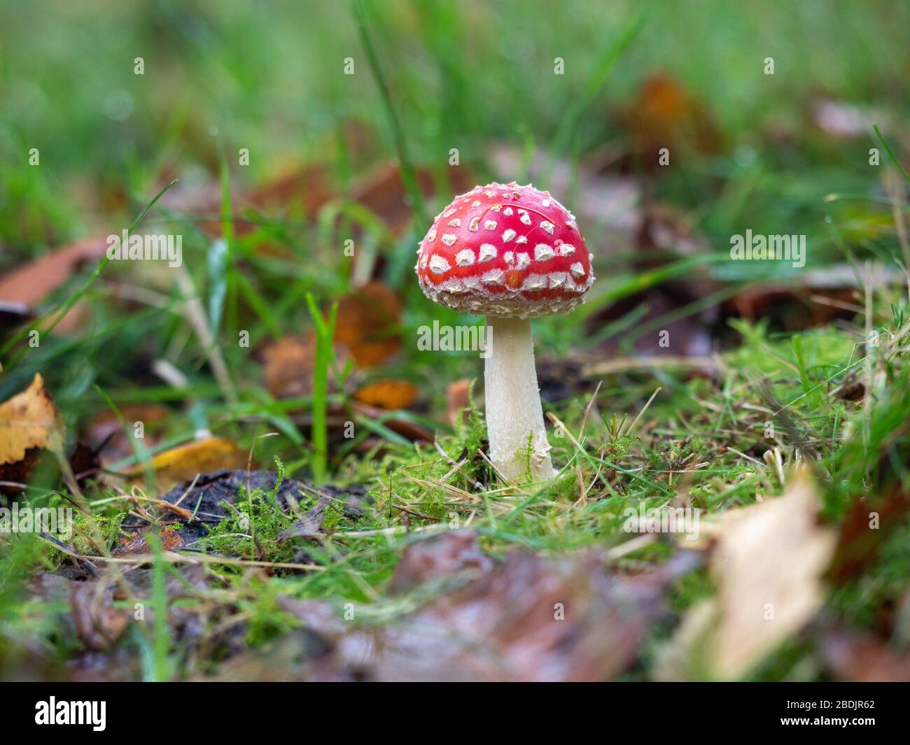 Fly Agaric Fungi on Forest floor Stock Photo - Alamy