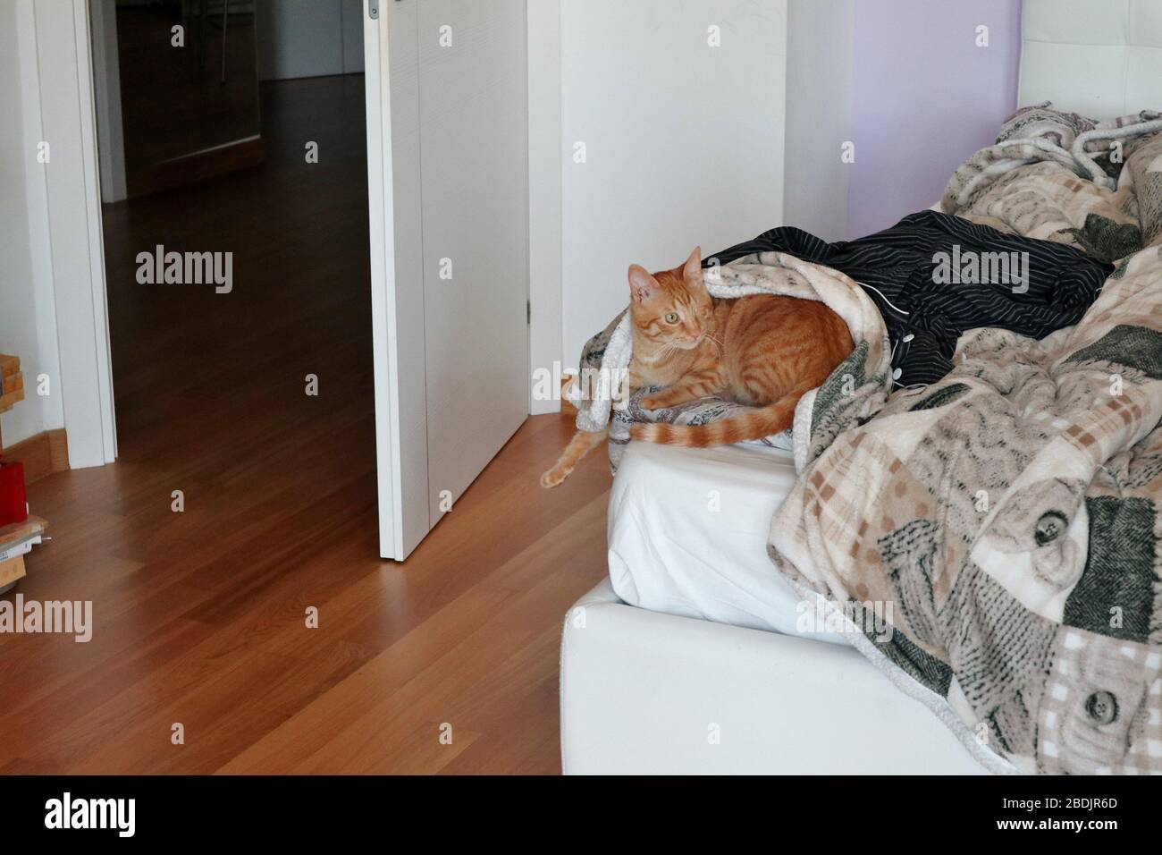 Letto di gatti hi-res stock photography and images - Alamy