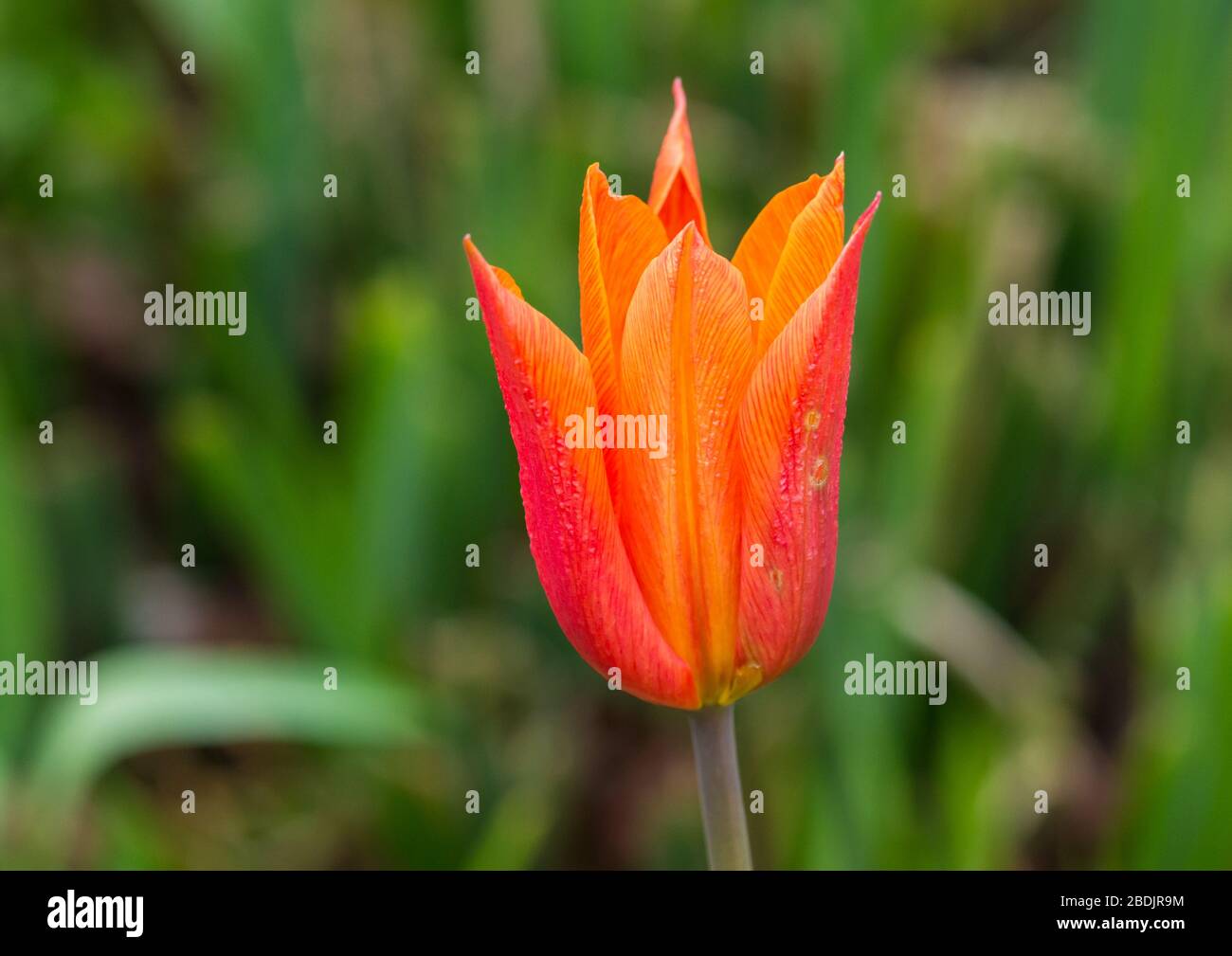 Tulipa ballerina flower hi-res stock photography and images - Alamy