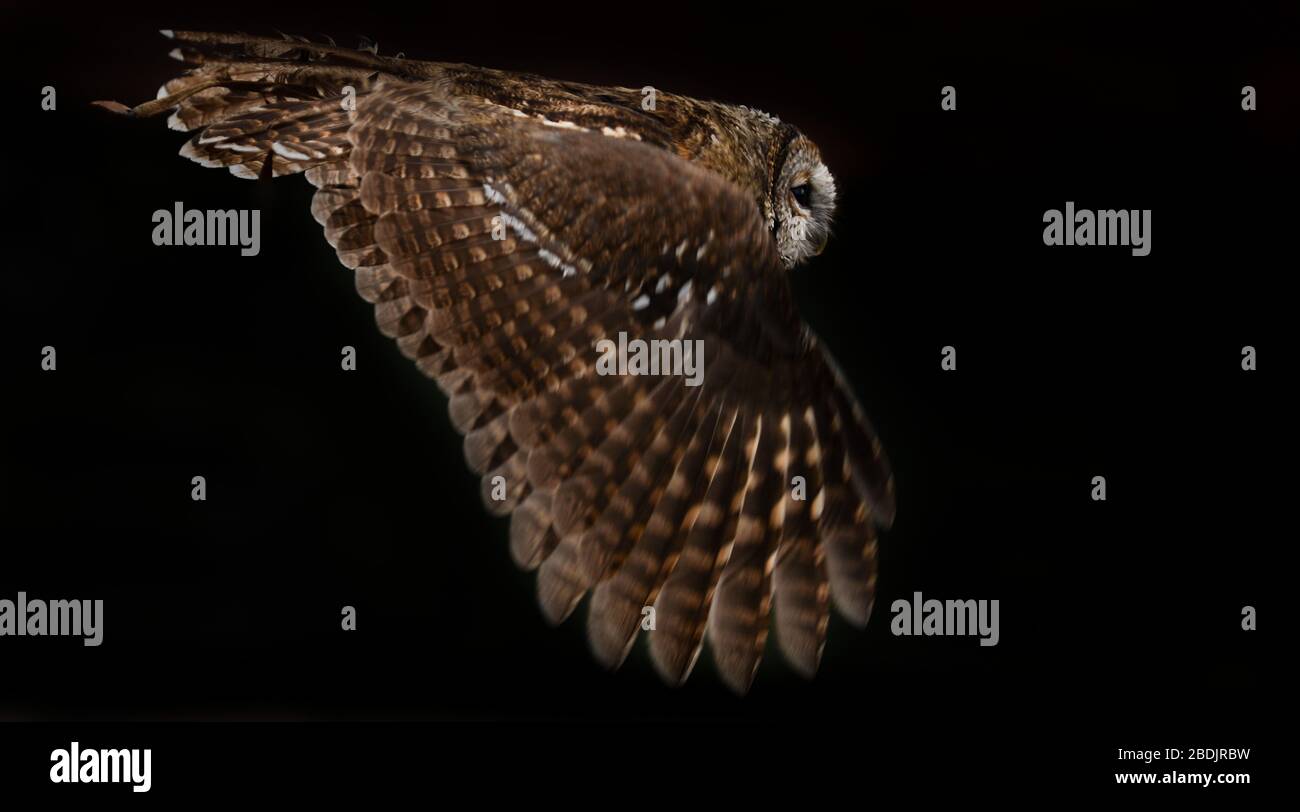 Tawny Owl in flight Stock Photo - Alamy