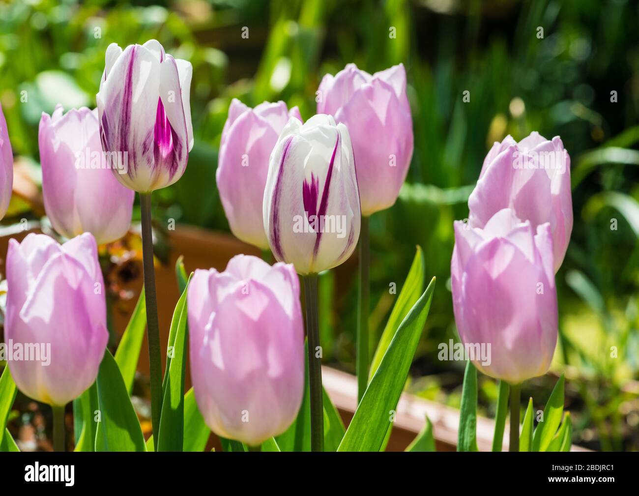 Tulipa Candy Prince High Resolution Stock Photography and Images - Alamy