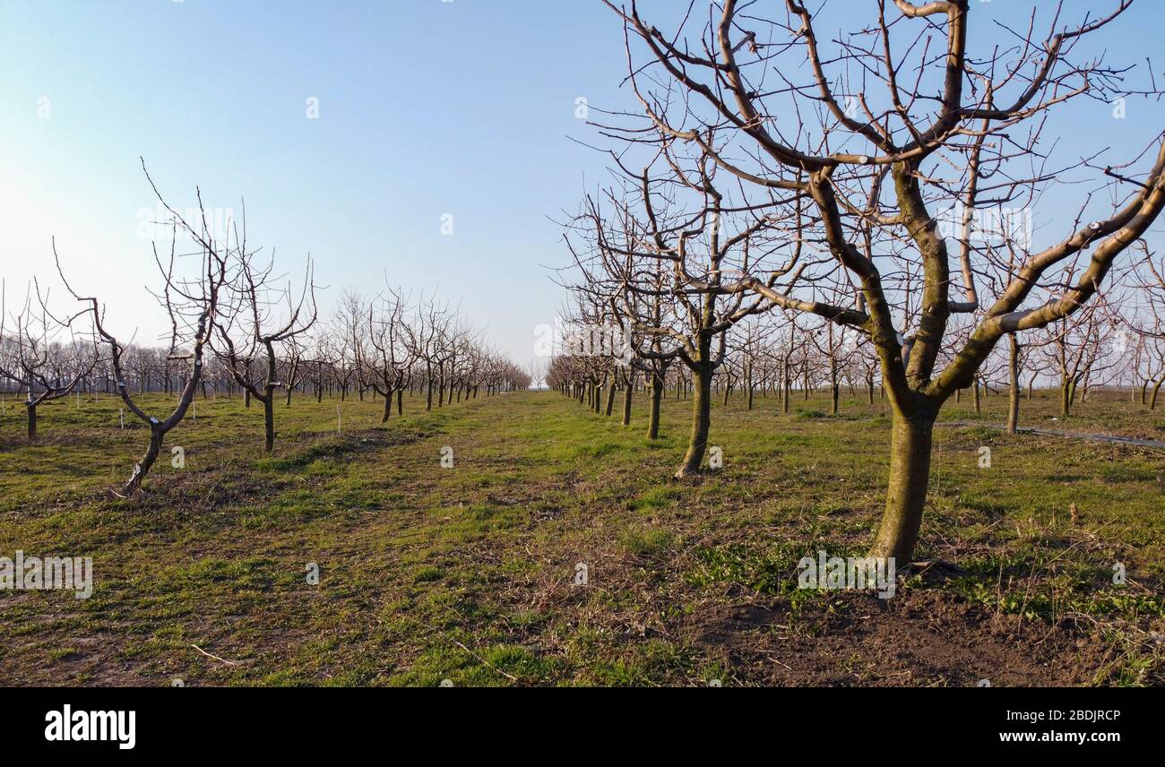 Young garden with fruit trees of apple trees. Rows of trees. Awakening ...
