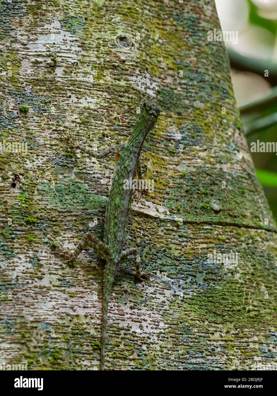 Barred gliding lizard - Draco taeniopterus - Draco is a genus of agamid ...
