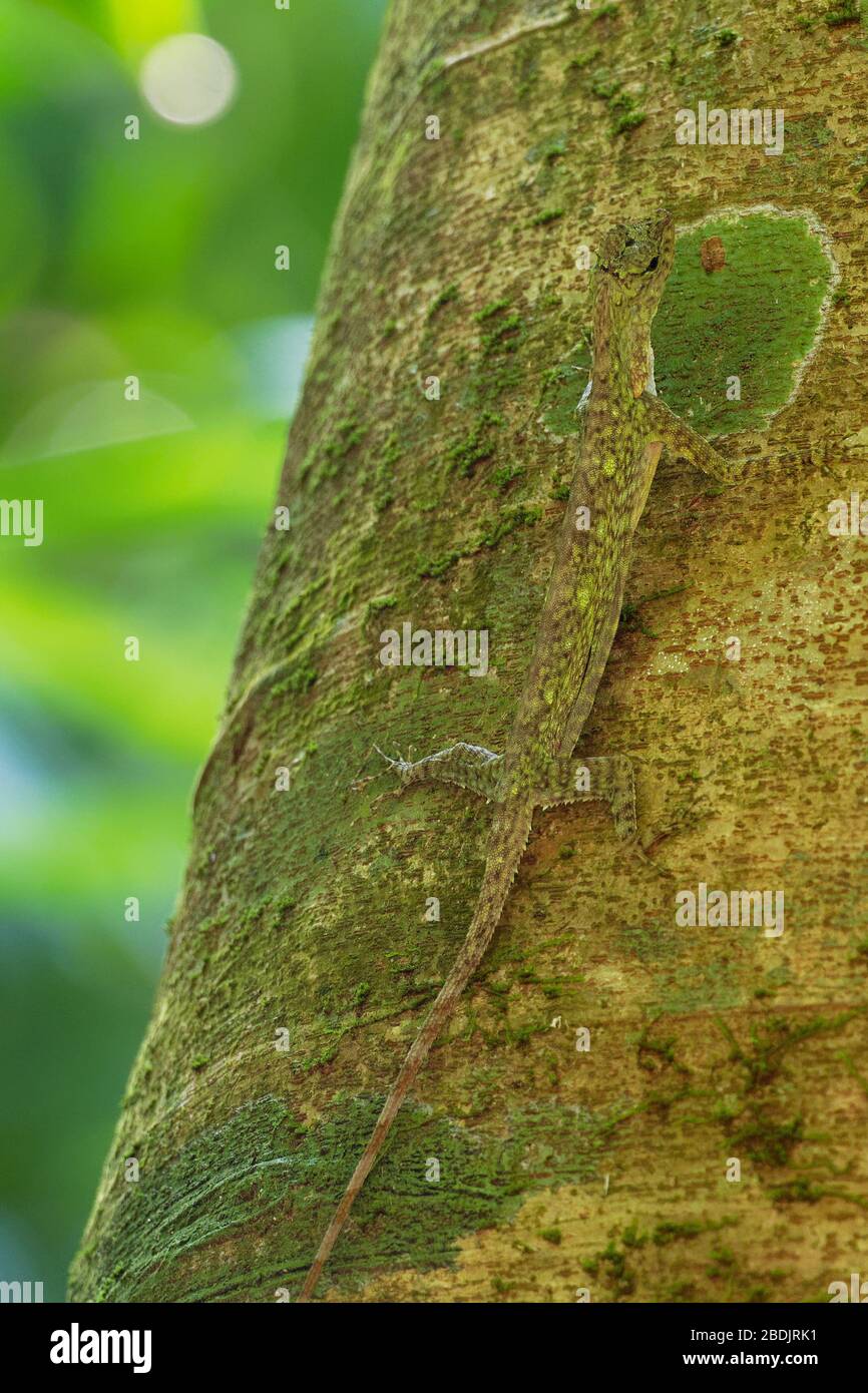 Barred gliding lizard - Draco taeniopterus - Draco is a genus of agamid ...
