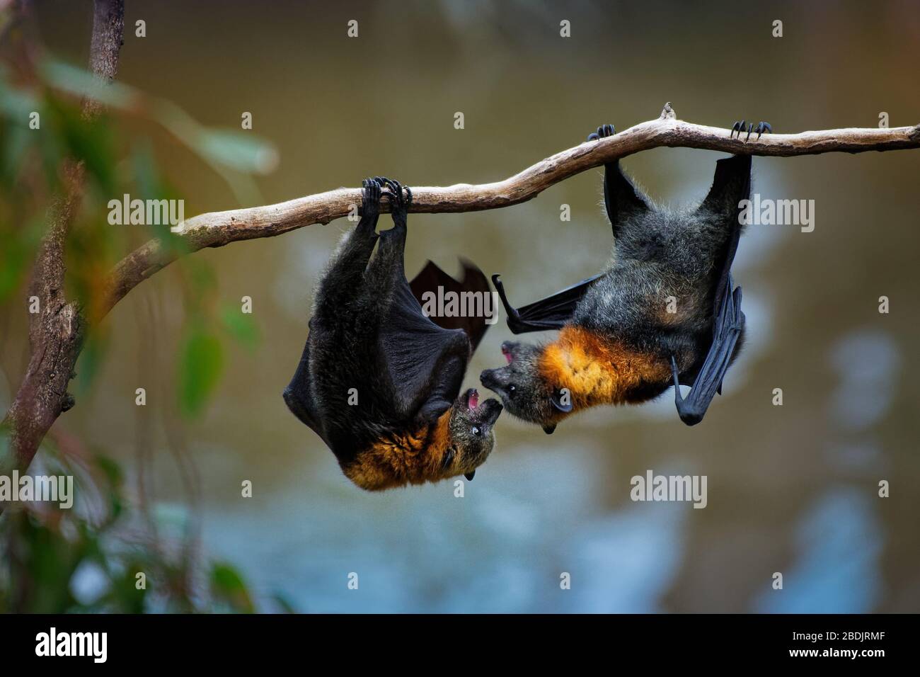 Flying fox hanging from tree hi-res stock photography and images - Alamy