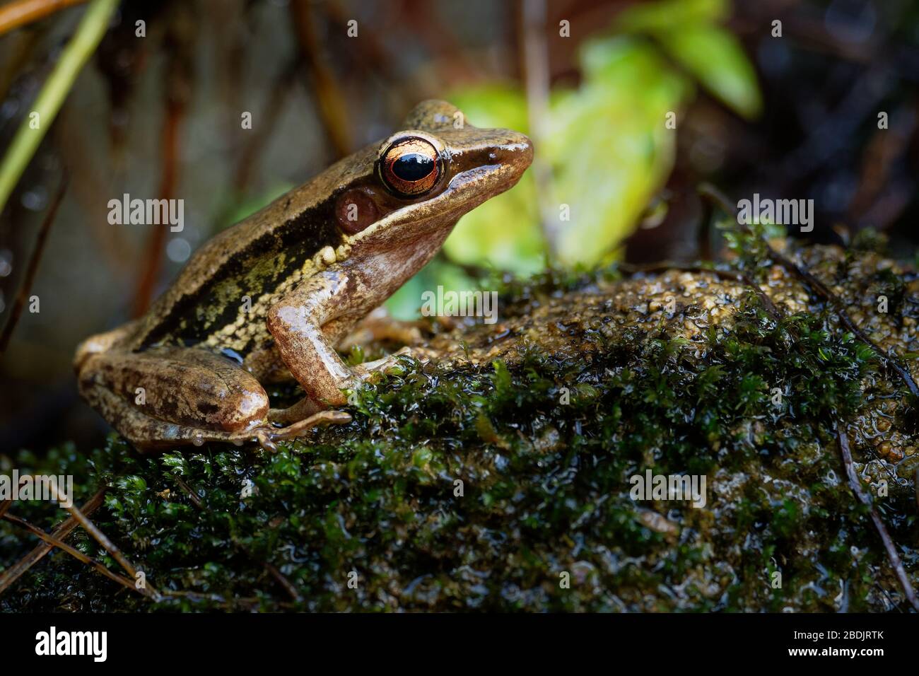 Common Southeast Asian Tree Frog - Polypedates leucomystax, species in ...