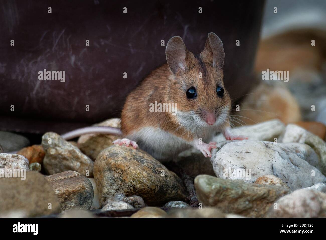 Long tailed mouse hi-res stock photography and images - Alamy