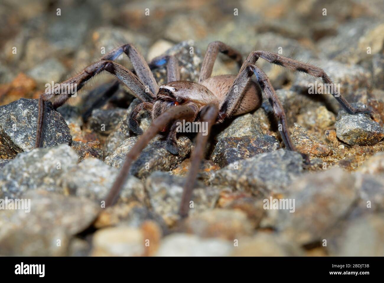 Huntsman spider australia hi-res stock photography and images - Alamy