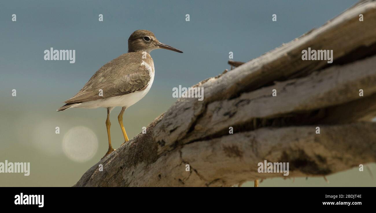 Green Sandpiper Flight High Resolution Stock Photography and Images - Alamy