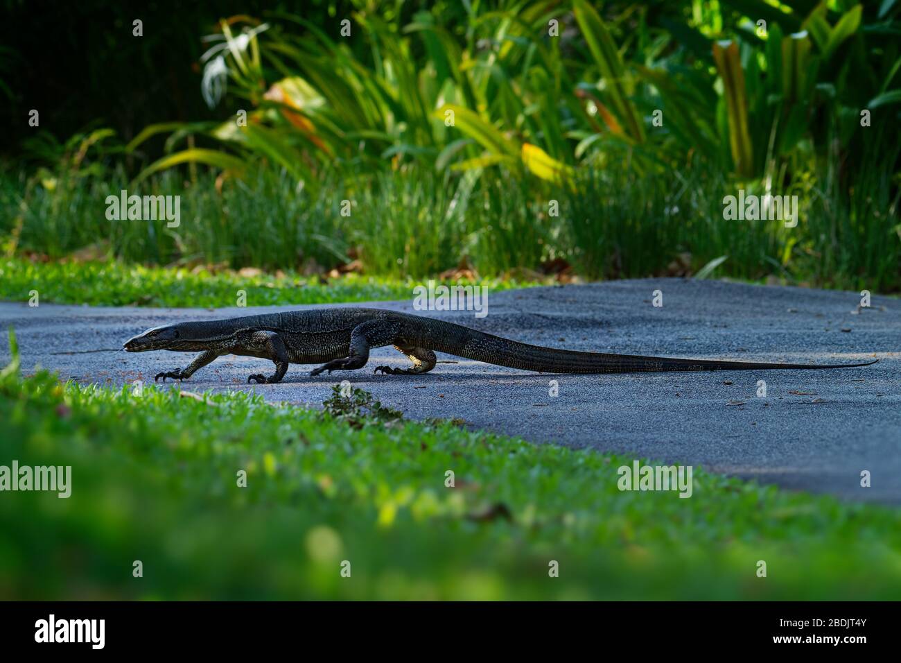 Asian water monitor - Varanus salvator also common water monitor, large ...