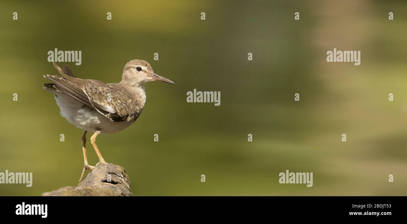 Green sandpiper flight hi-res stock photography and images - Alamy