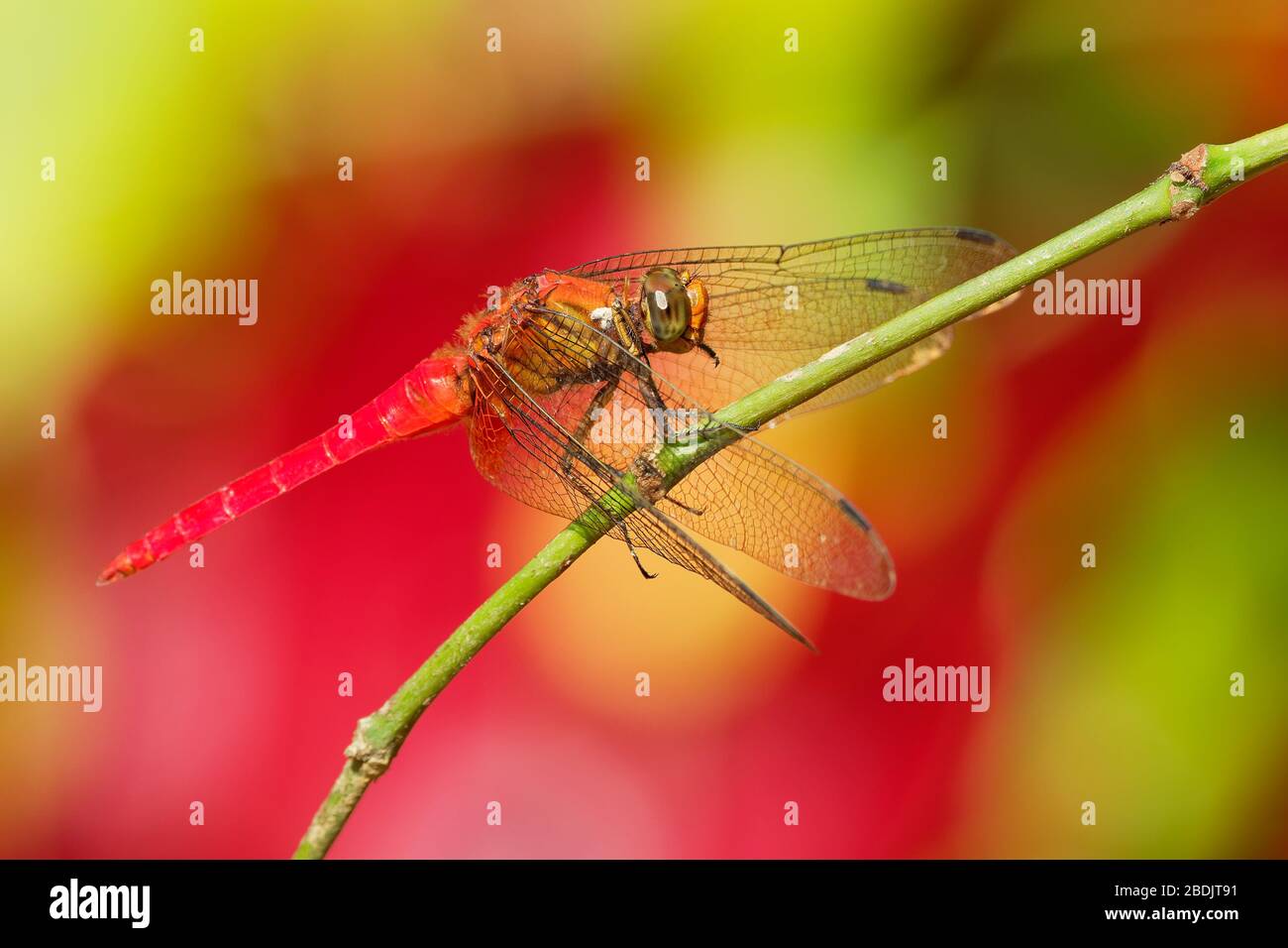Asian dragonfly hi-res stock photography and images - Alamy