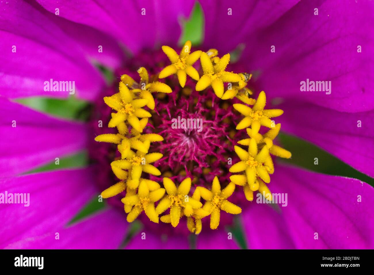 Single flowered zinnia hi-res stock photography and images - Alamy