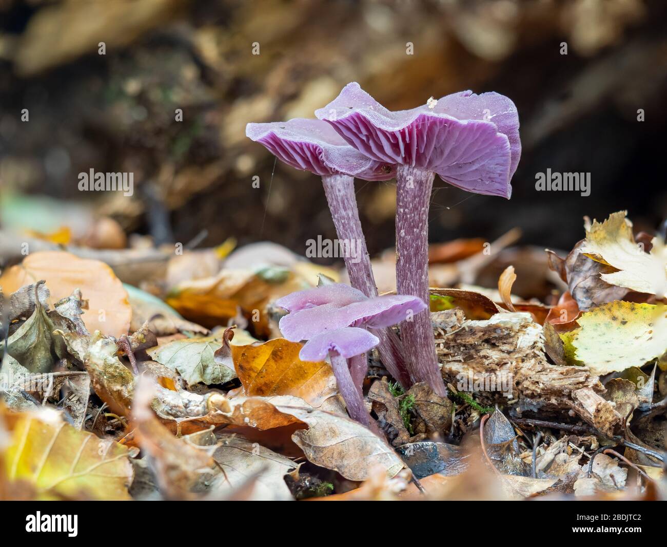 Mycorrhizae Fungi High Resolution Stock Photography and Images - Alamy