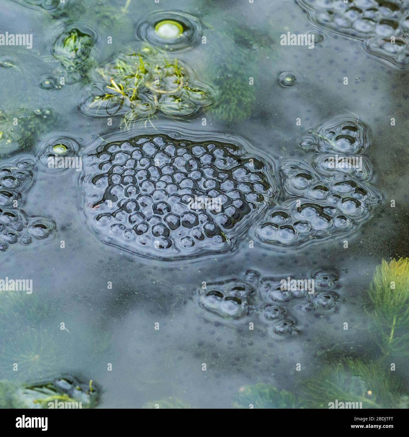 Frogspawn in a pond hi-res stock photography and images - Alamy