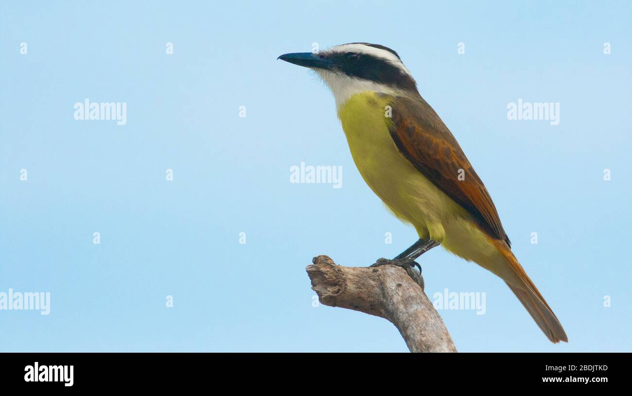 Kiskadee from the side Stock Photo - Alamy