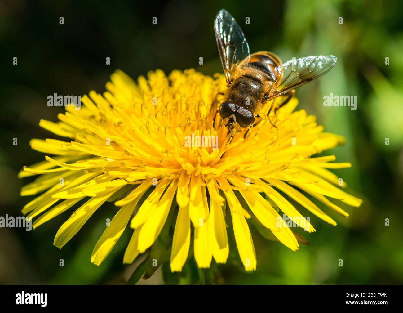A macro shot of a hoverfly collecting pollen from a dandelion bloom ...
