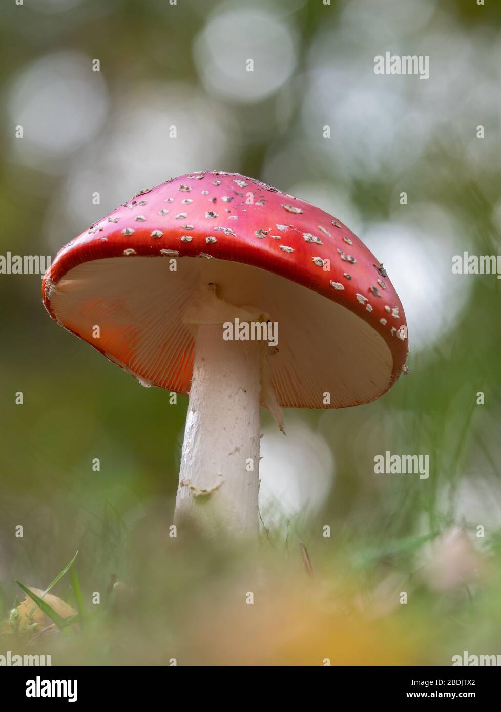 Fly Agaric Fungi on Forest floor Stock Photo - Alamy