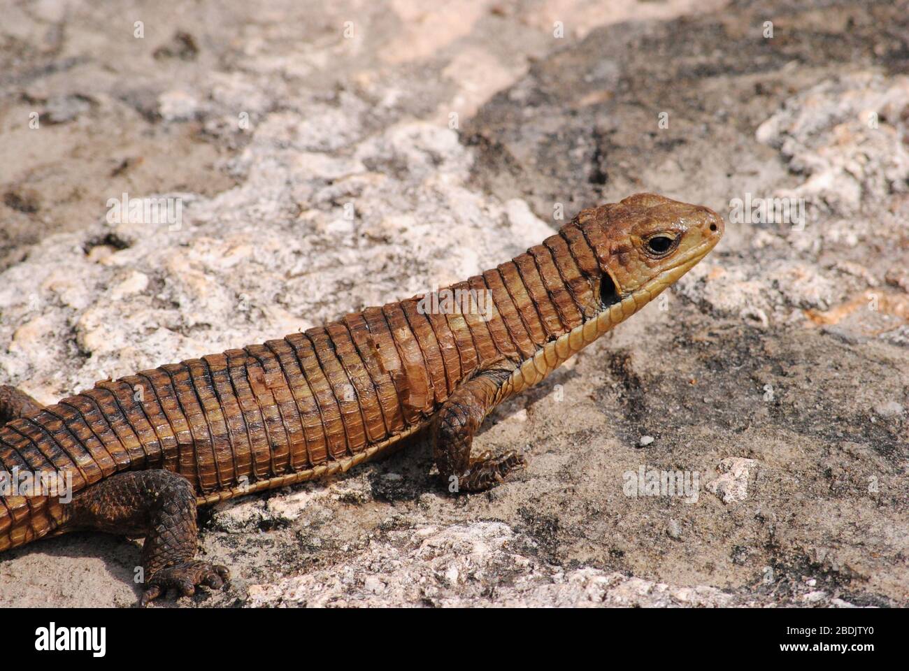 Gerrhosaurus hi-res stock photography and images - Alamy