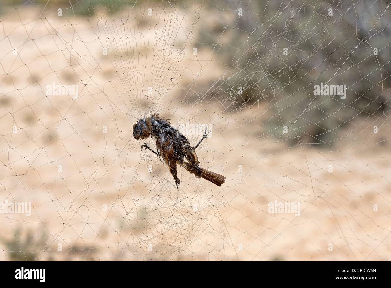 In El Arish. North Sinai. Egypt Stock Photo - Alamy