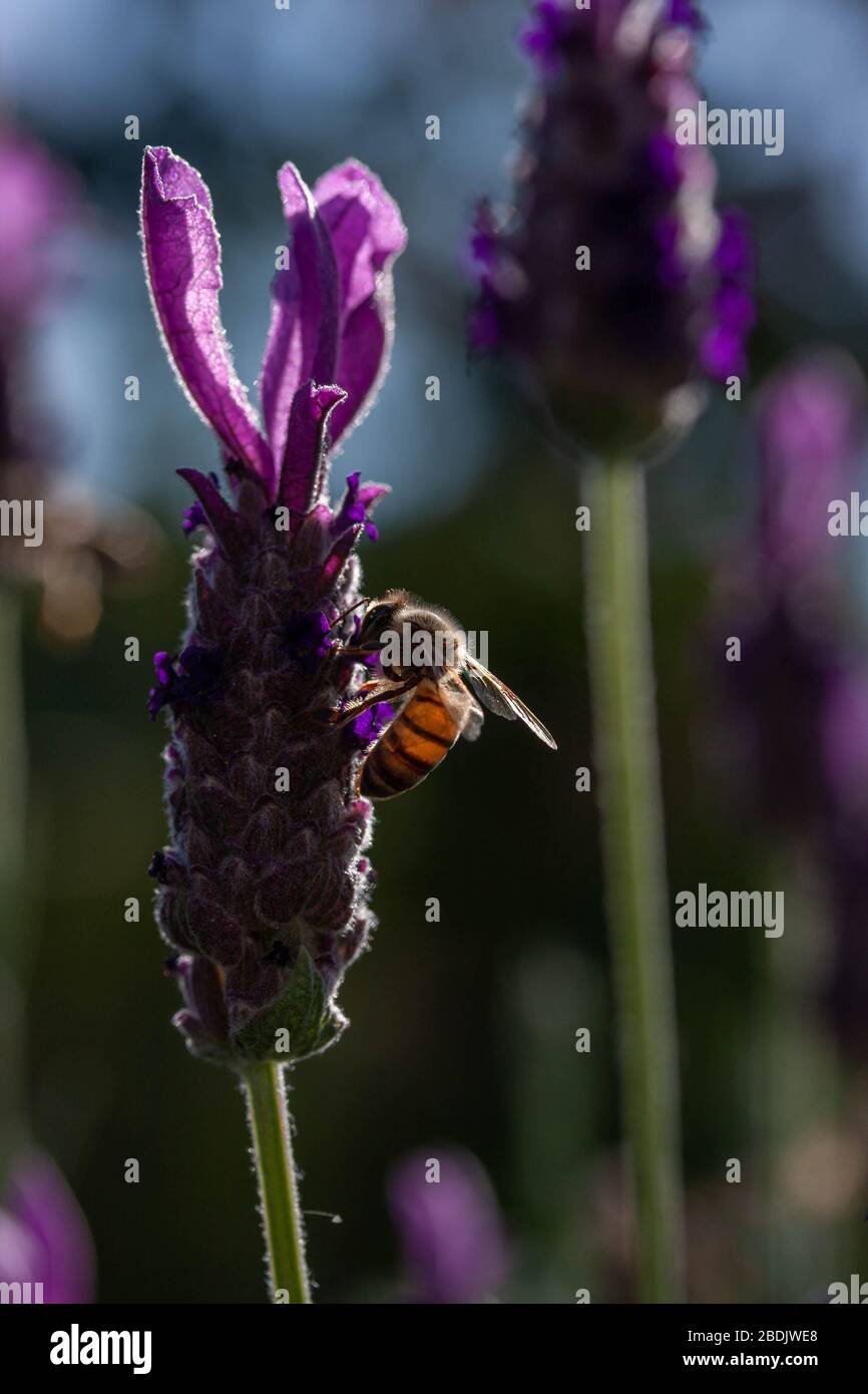 Visited by bees hi-res stock photography and images - Alamy