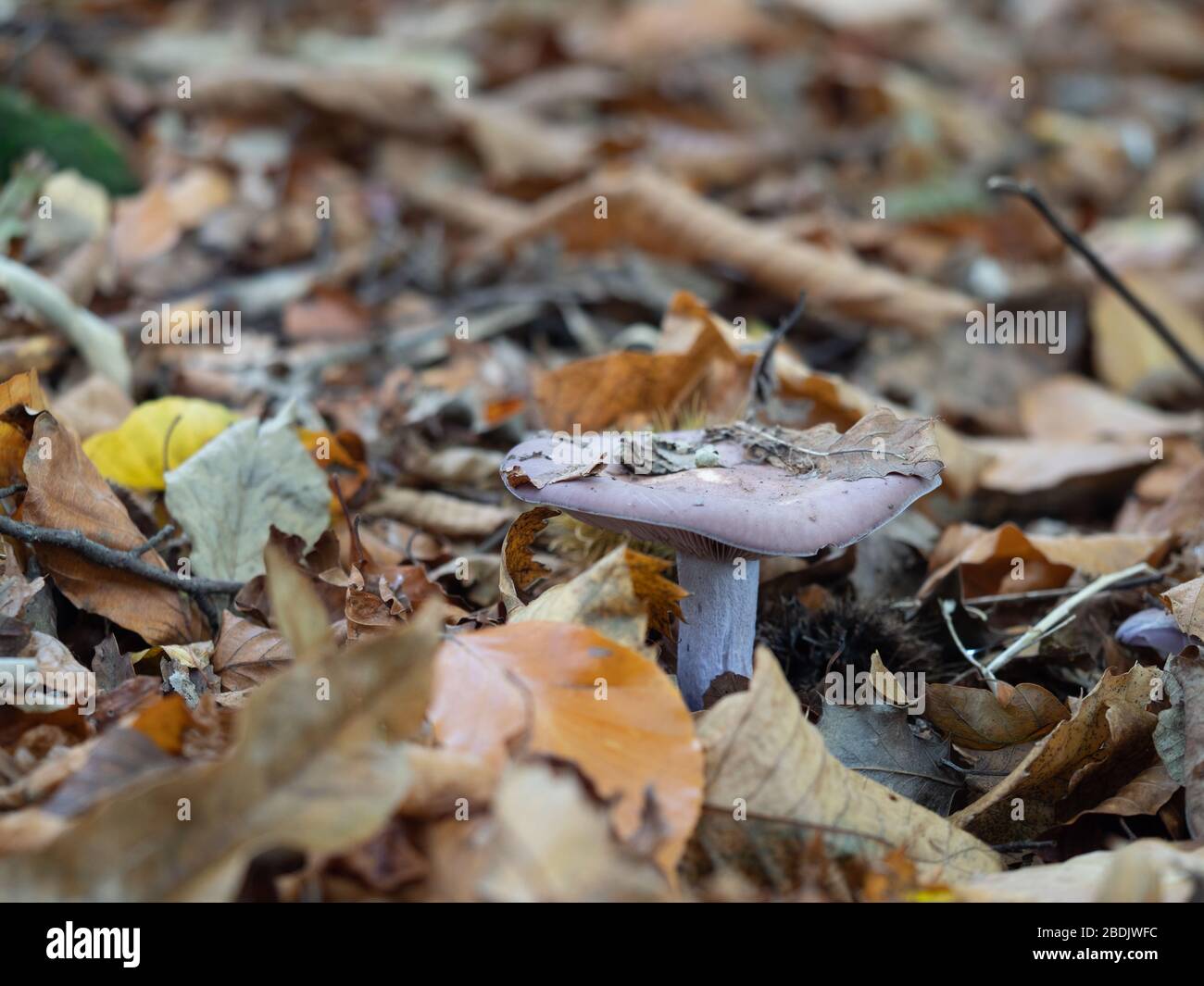 Growing in leaf litter hi-res stock photography and images - Alamy
