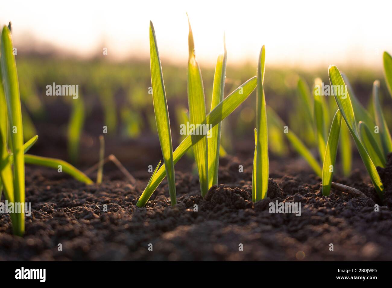 Sprouting grain hi-res stock photography and images - Alamy