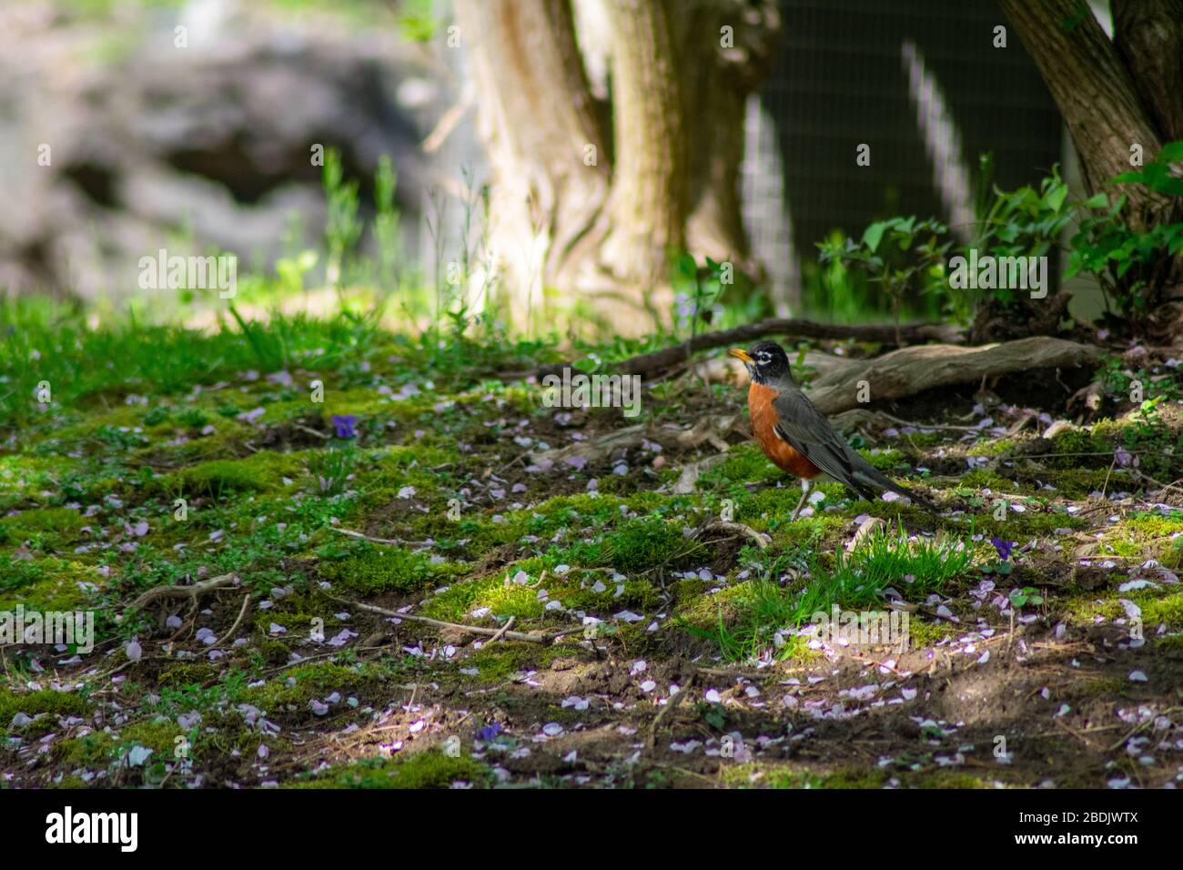 An American Robin on a Mossy Lawn With Grass and a Tree in the ...