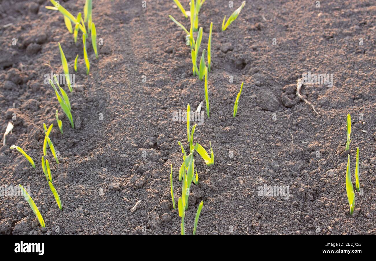 Rows of young wheat or barley that have poorly entered the field of ...