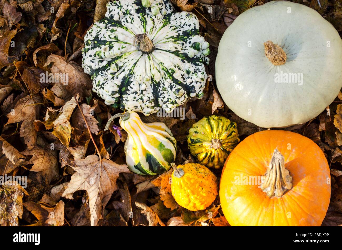 Carved Halloween Pumpkin Displays in a Park Stock Photo - Alamy
