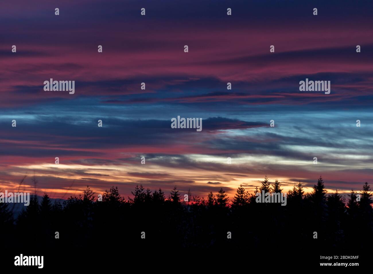 Amazing colorful sunset in the forest Stock Photo - Alamy