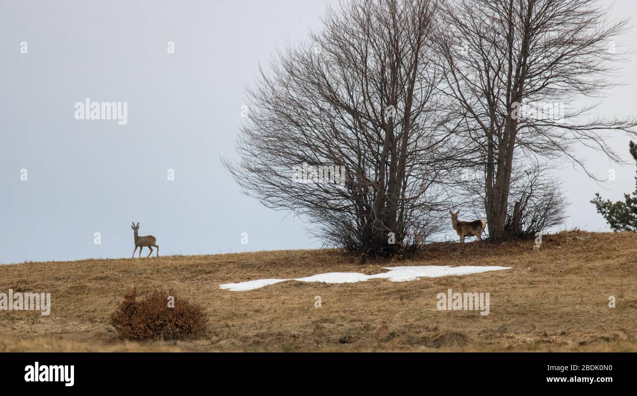 The wild is calling somethimes Stock Photo - Alamy