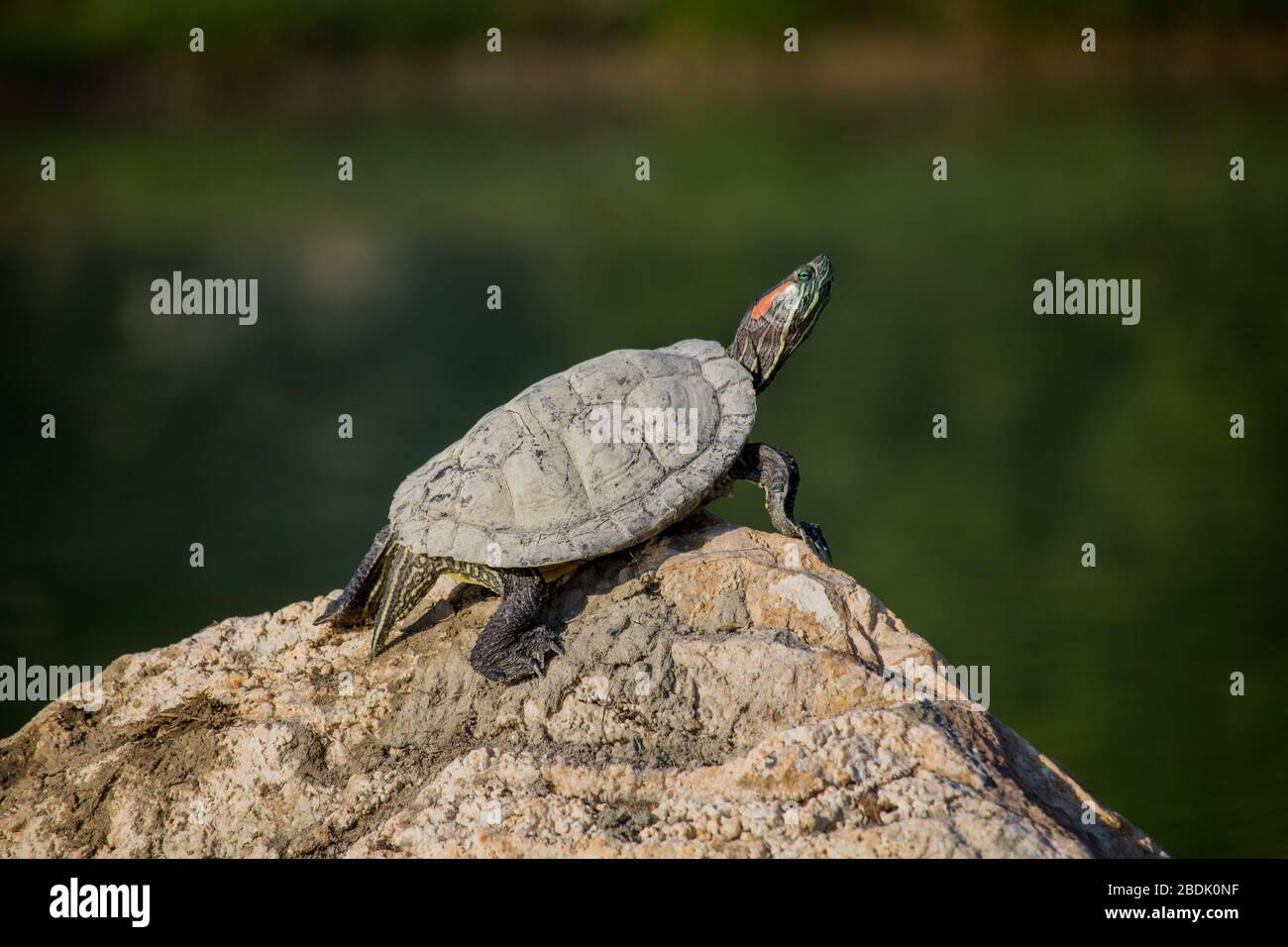 Taking a short sunbath on a rock Stock Photo - Alamy