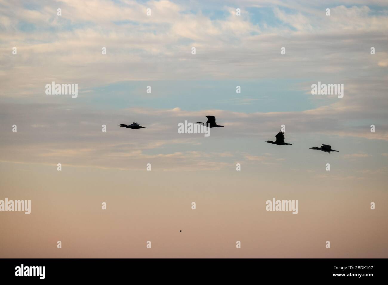 Morning sky birds hi-res stock photography and images - Alamy