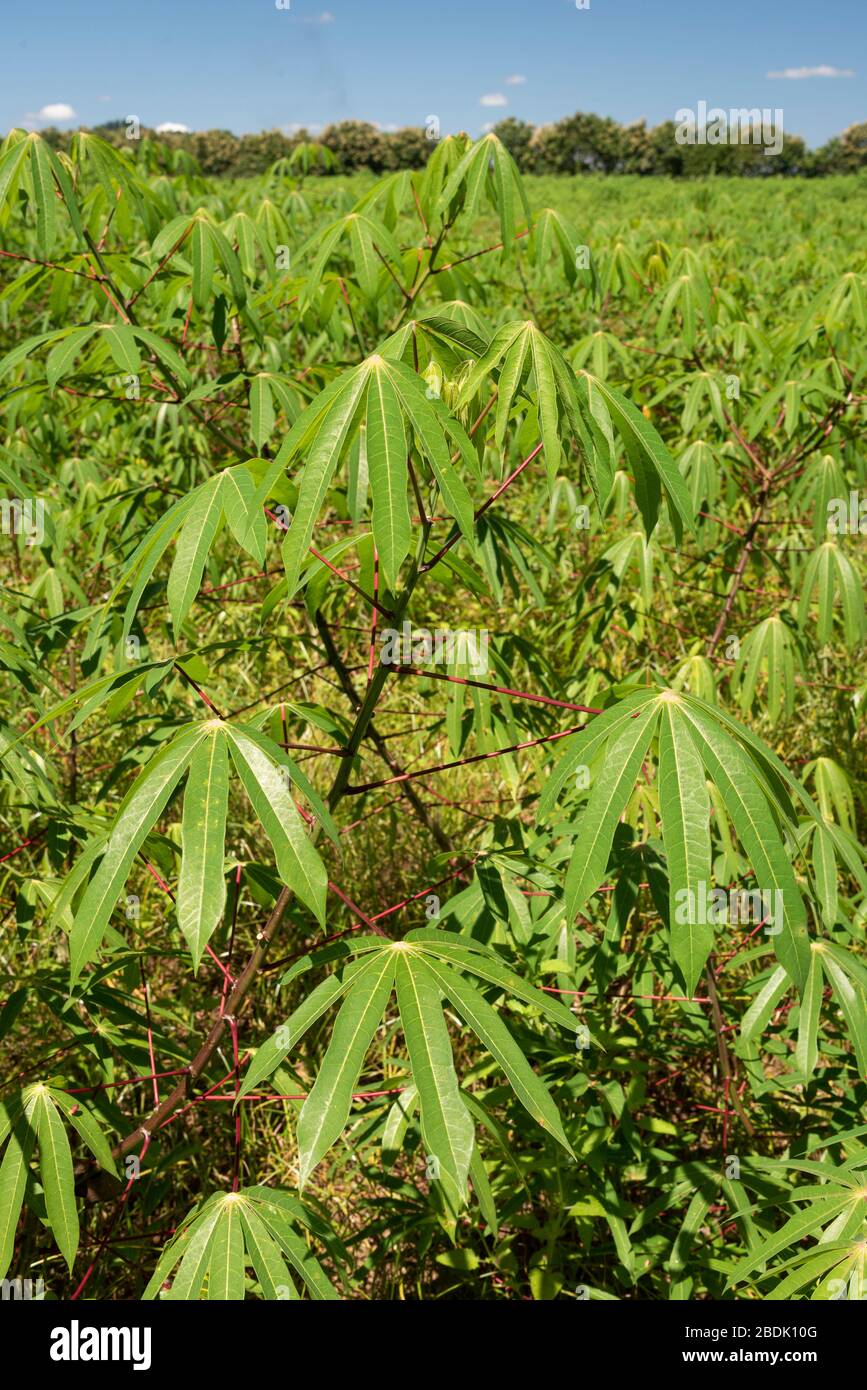 Beautiful green view to manioc plantation in the rainforest ...