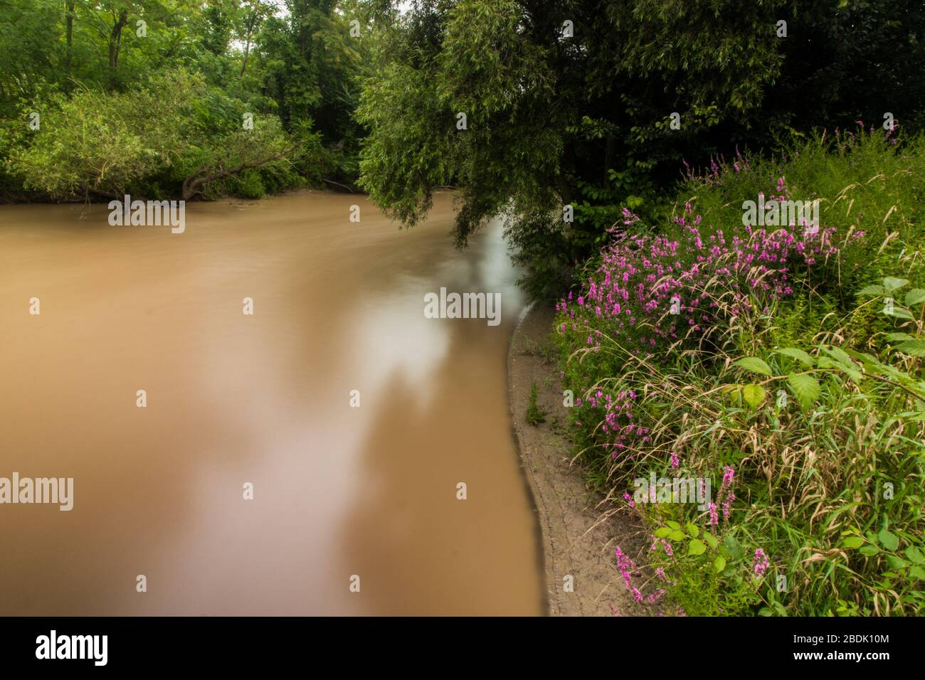 Muddy river and the flora around Stock Photo - Alamy
