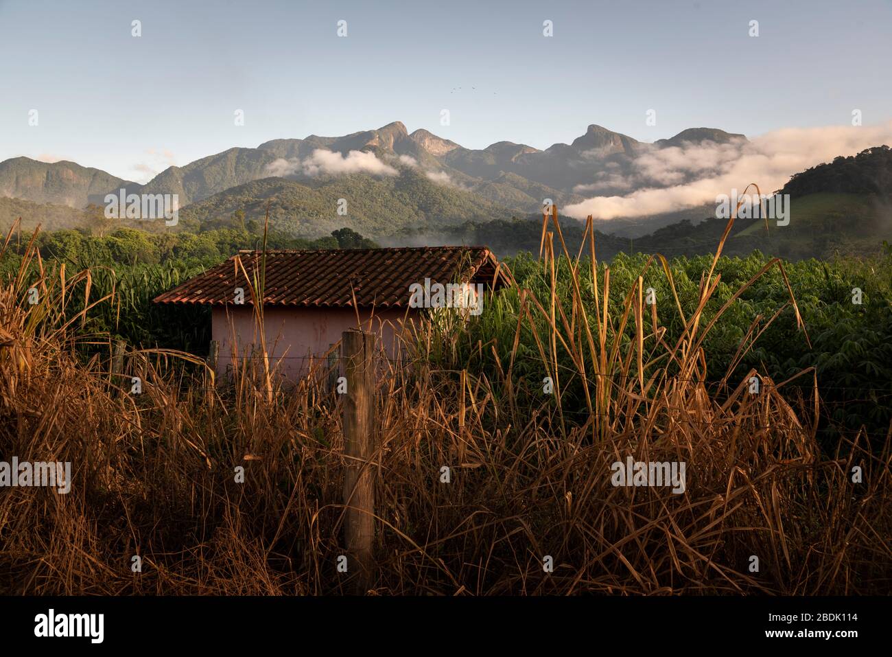 Small rustic pink house on green manioc plantation landscape with ...