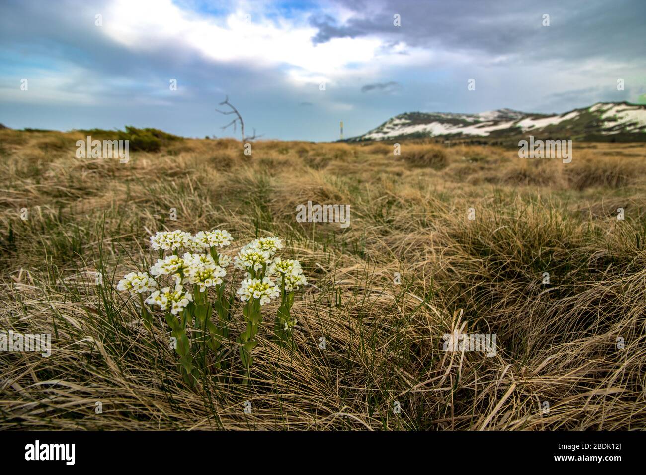 Lonely flower hi-res stock photography and images - Alamy
