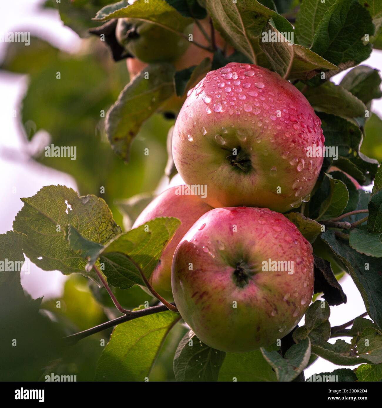 Close up Ripe apple Fruit Growing On The Tree, soft focus Stock Photo ...
