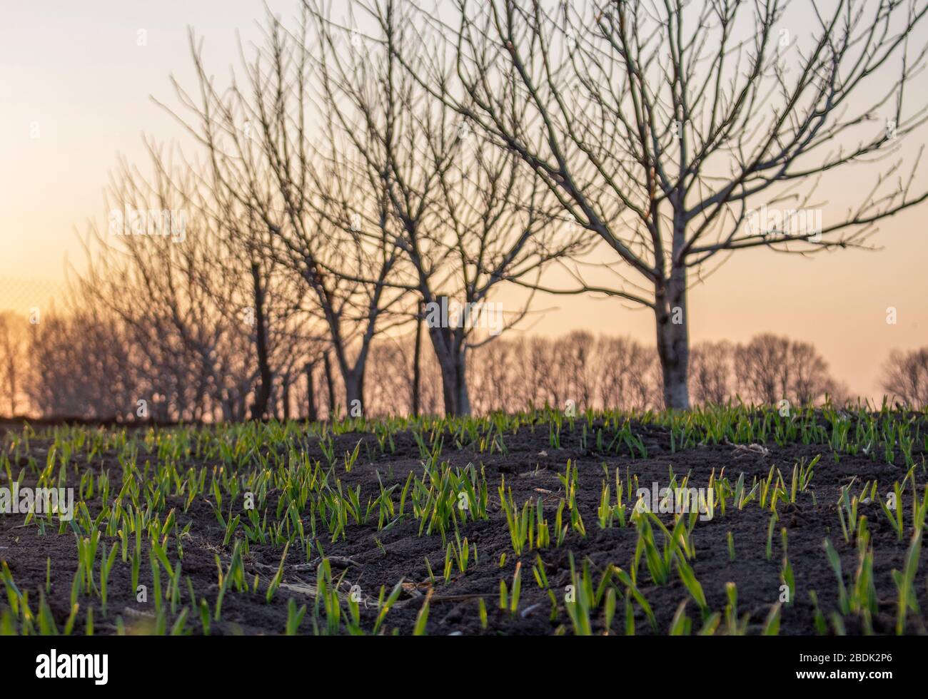 Field of young sprouted wheat against the background of trees and ...