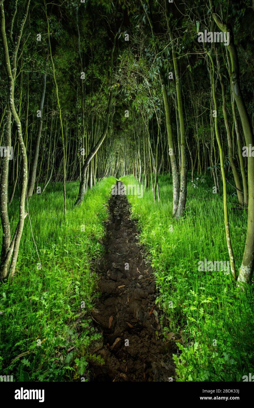 Cattle path hi-res stock photography and images - Alamy
