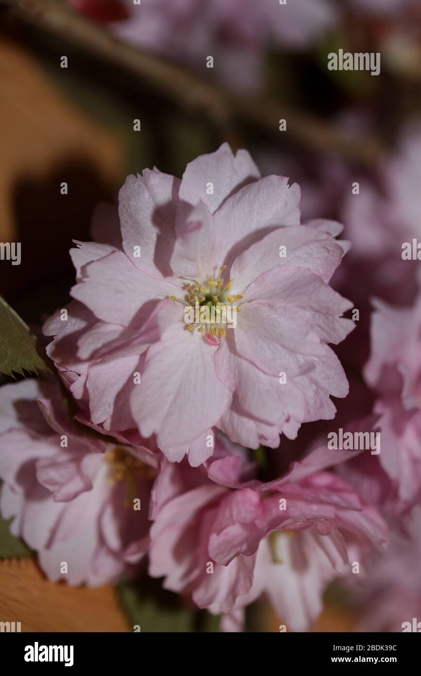 Pink cherry flower close up background prunus serrulata rosaceae family ...