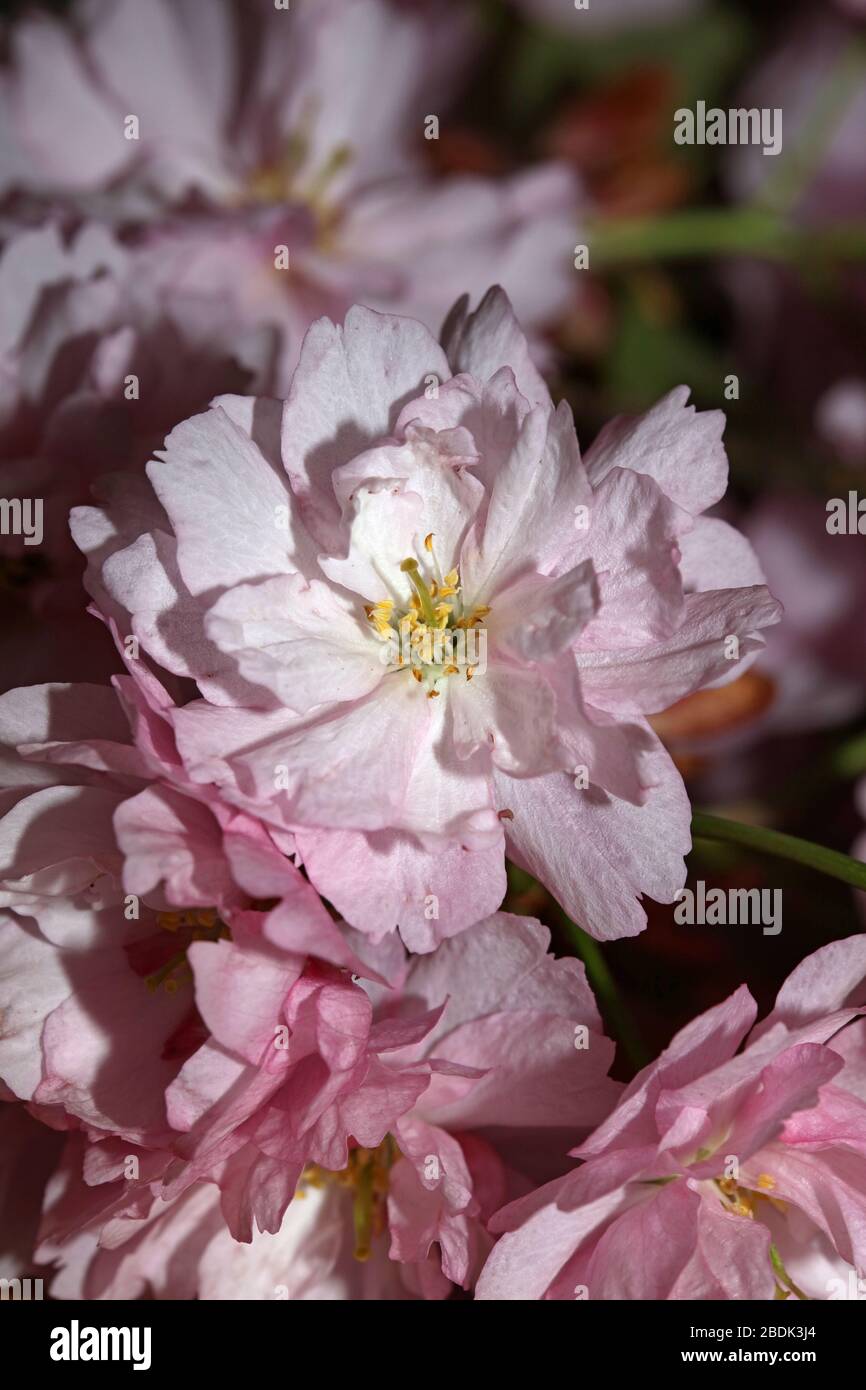 Pink cherry flower close up background prunus serrulata rosaceae family ...