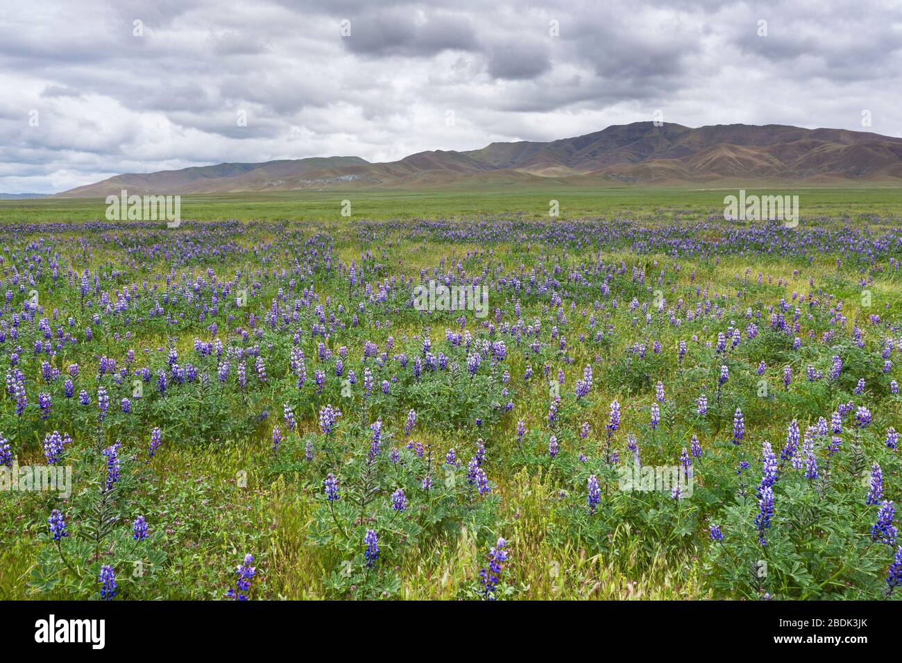 Idyllic California Hillsides Filled with Wildflowers Bloom after Stock ...